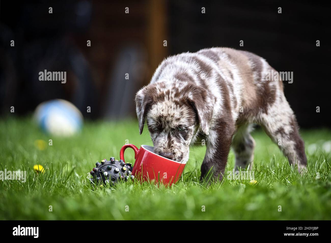 Spotted puppy hi-res stock photography and images - Alamy