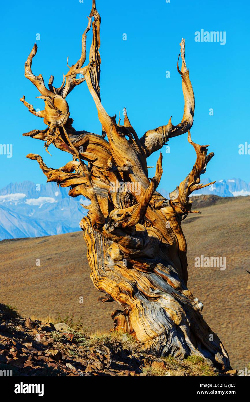 Tree feet roots hi-res stock photography and images - Alamy