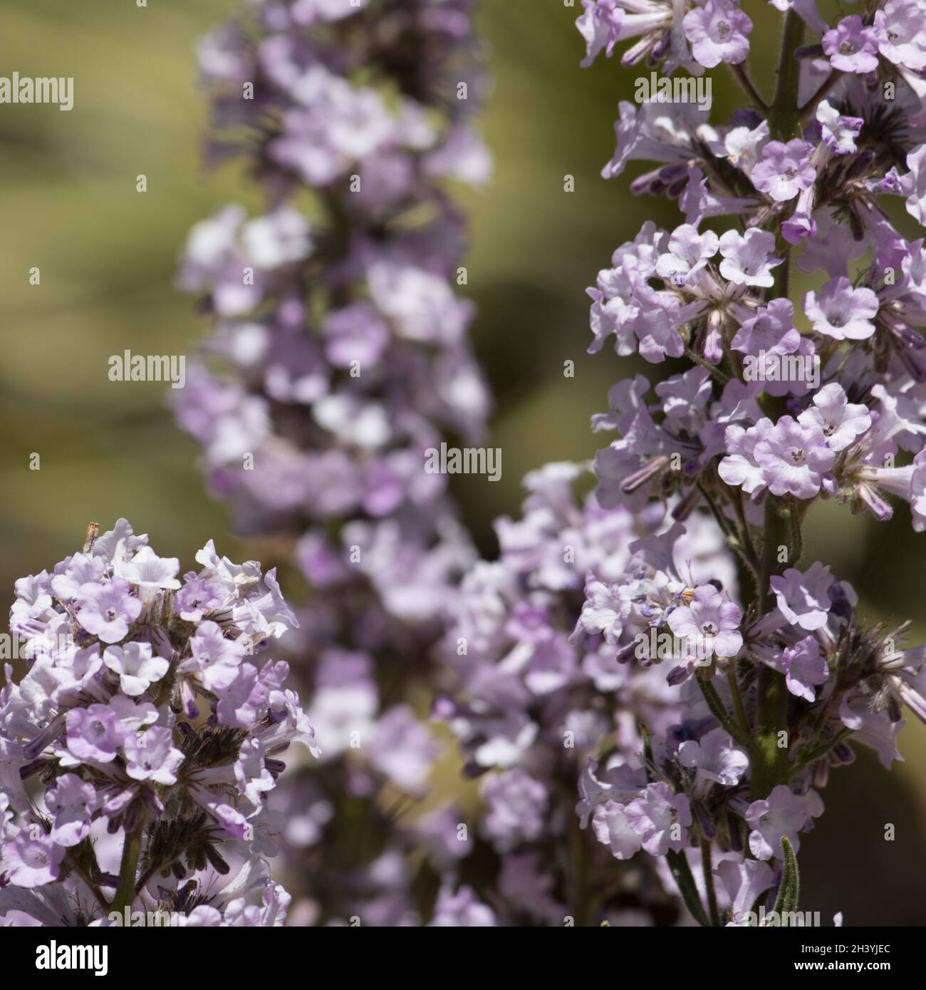 Purple flowering helicoid cymose panicle of Turricula, Eriodictyon ...