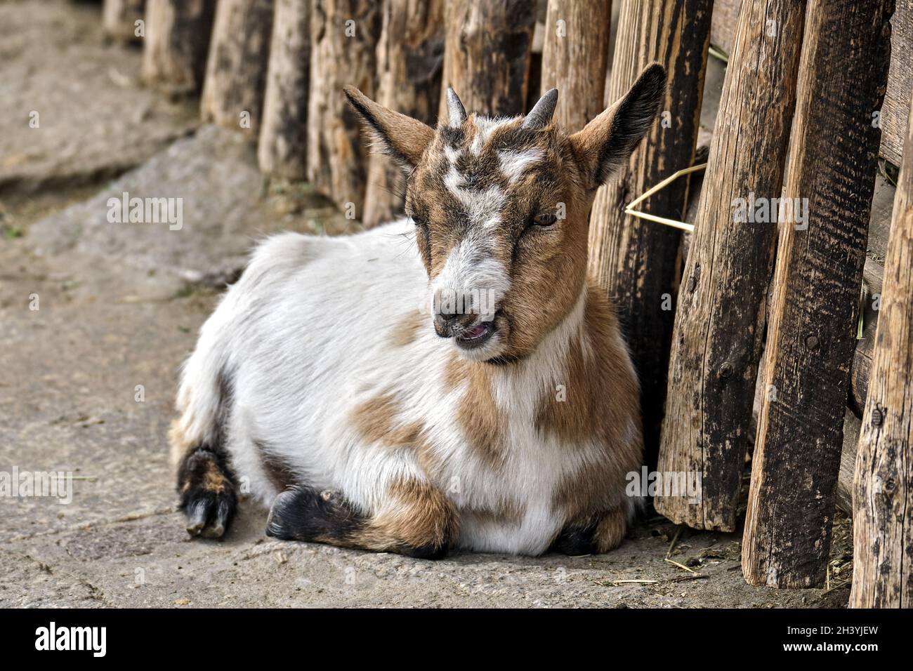 West African pygmy goat (Capra aegagrus hircus Stock Photo - Alamy