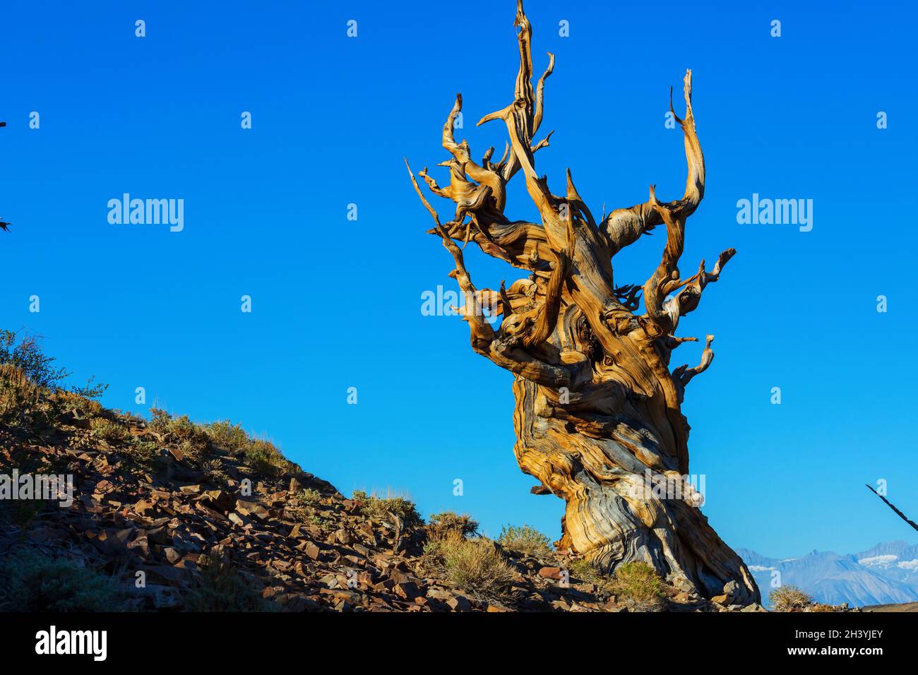 Twisty pine tree hi-res stock photography and images - Alamy