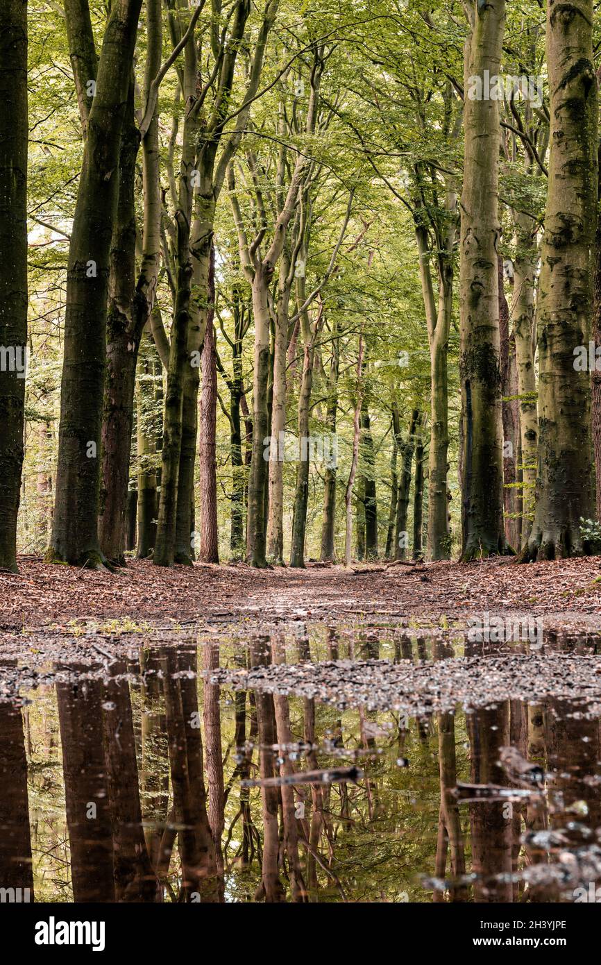 A closeup of a puddle in the forest path Stock Photo - Alamy