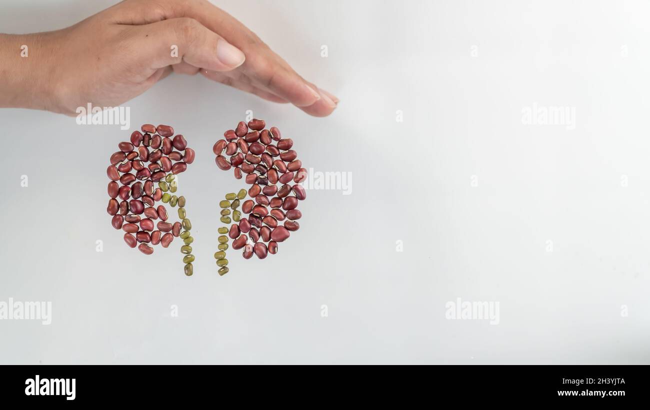 Human kidney hi-res stock photography and images - Alamy