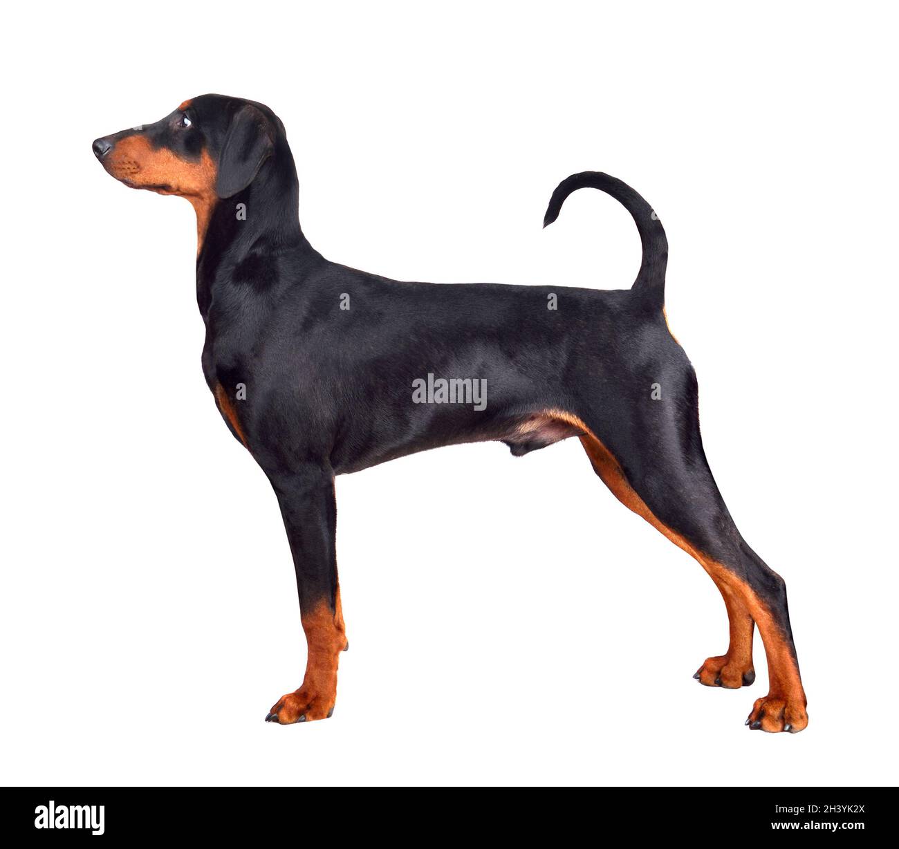Doberman pinscher head shot hi-res stock photography and images - Alamy