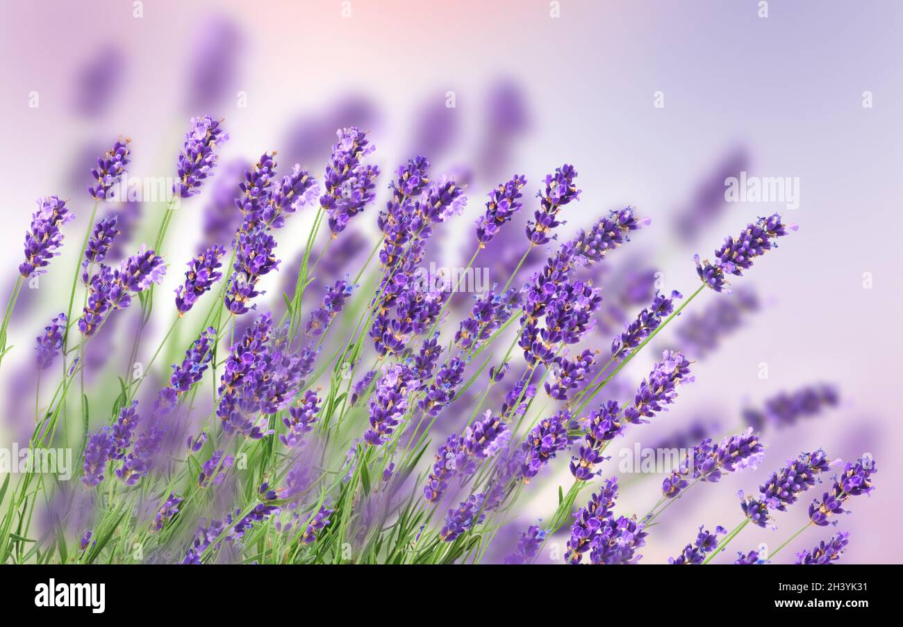 Soft lavender background hi-res stock photography and images - Alamy