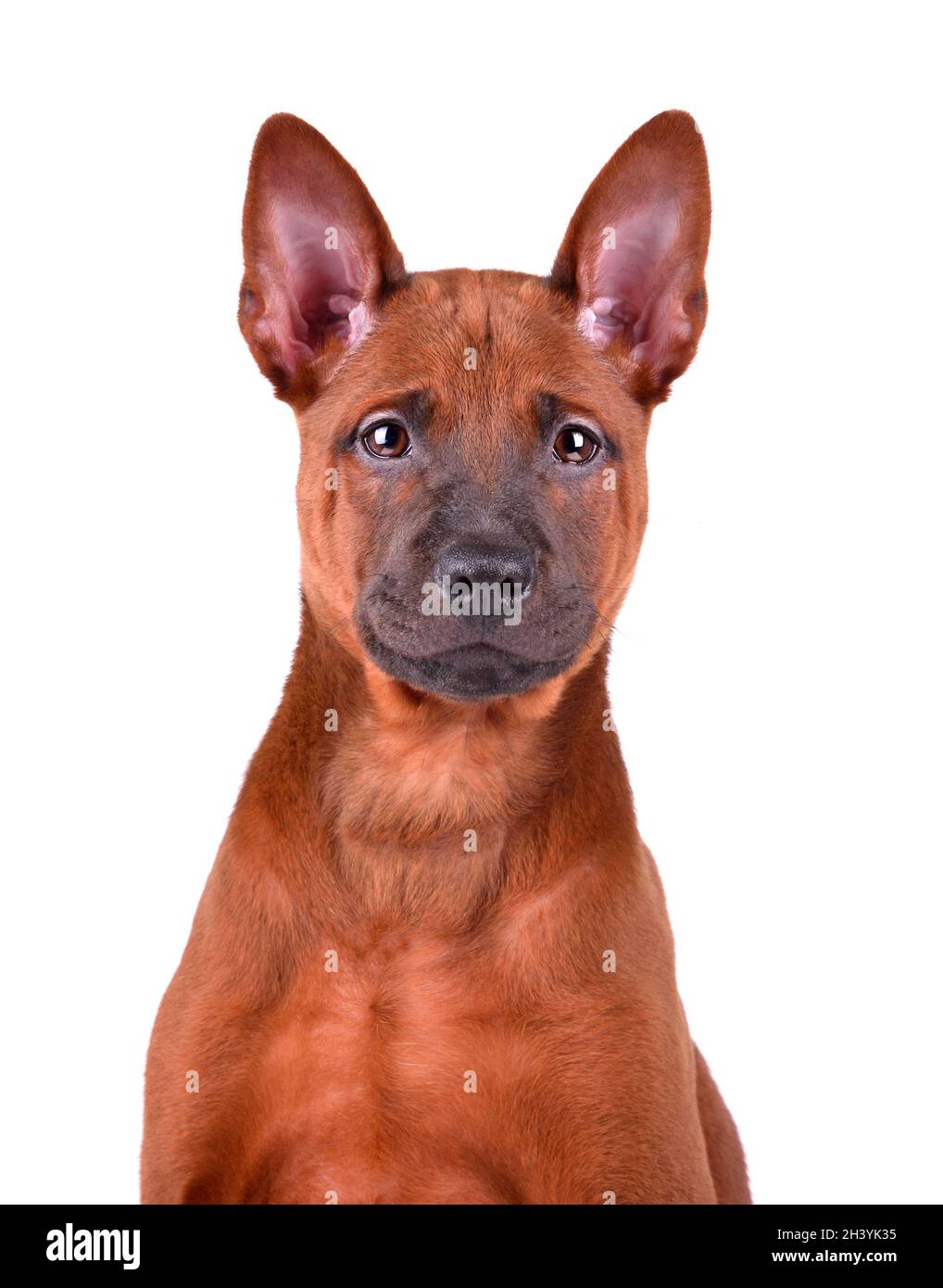 Red Thai Ridgeback