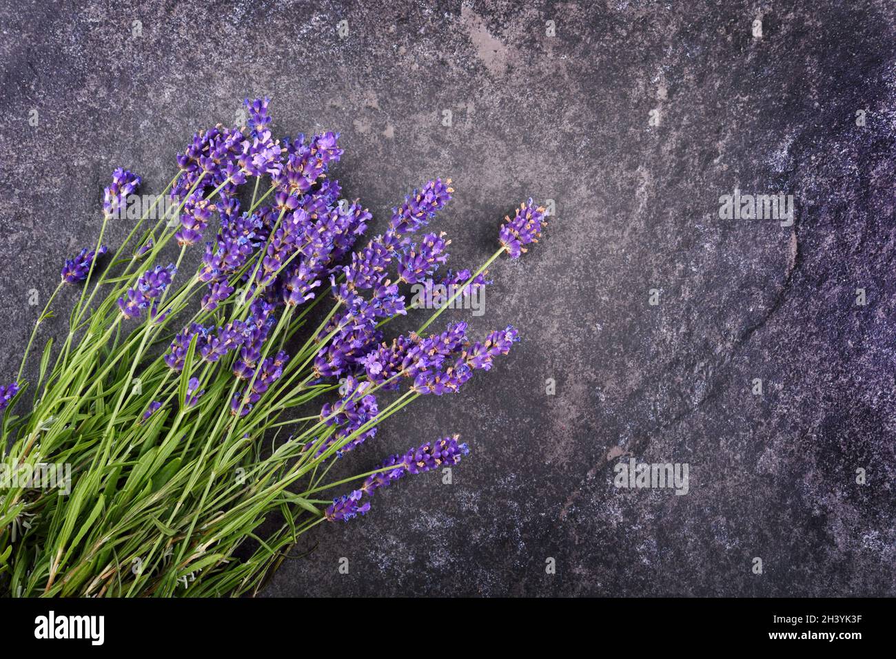 Fresh lavender bundle hi-res stock photography and images - Alamy