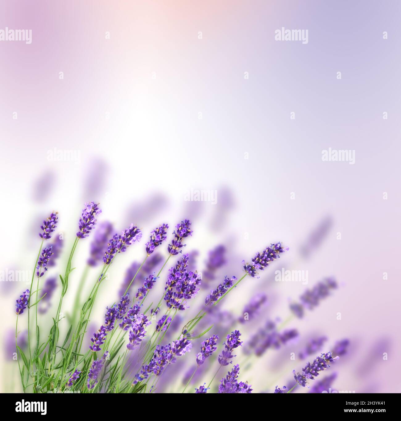 Beautiful lavender background Stock Photo - Alamy