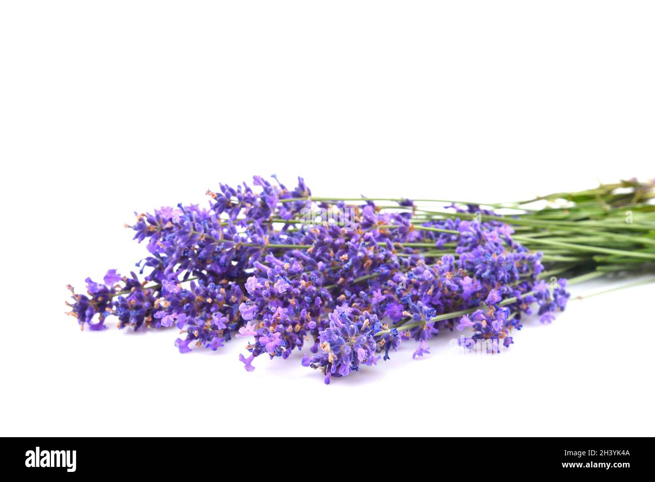 Beautiful violet lavender Stock Photo - Alamy