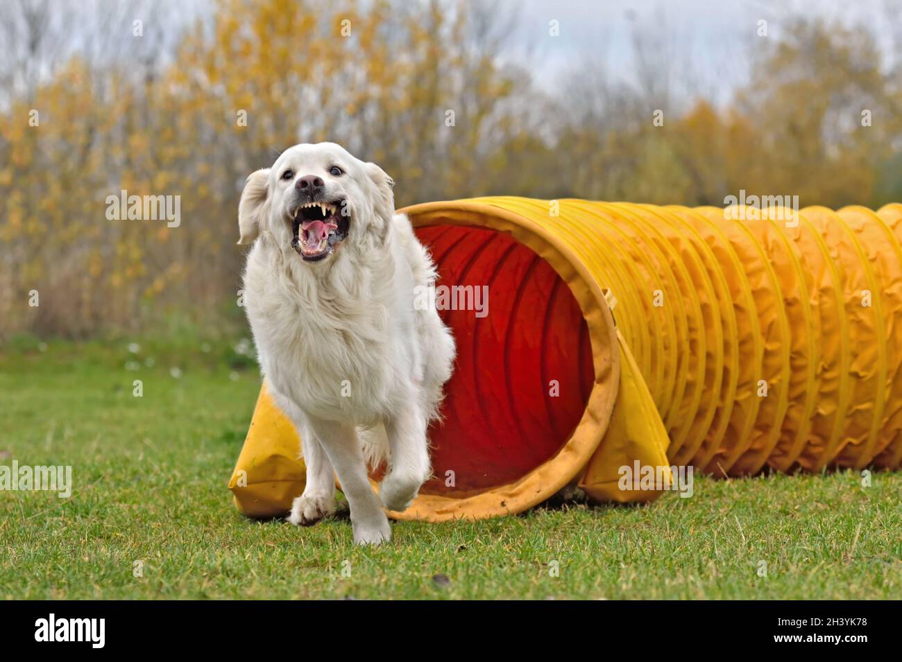 Funny dog on outdoors agility training Stock Photo - Alamy