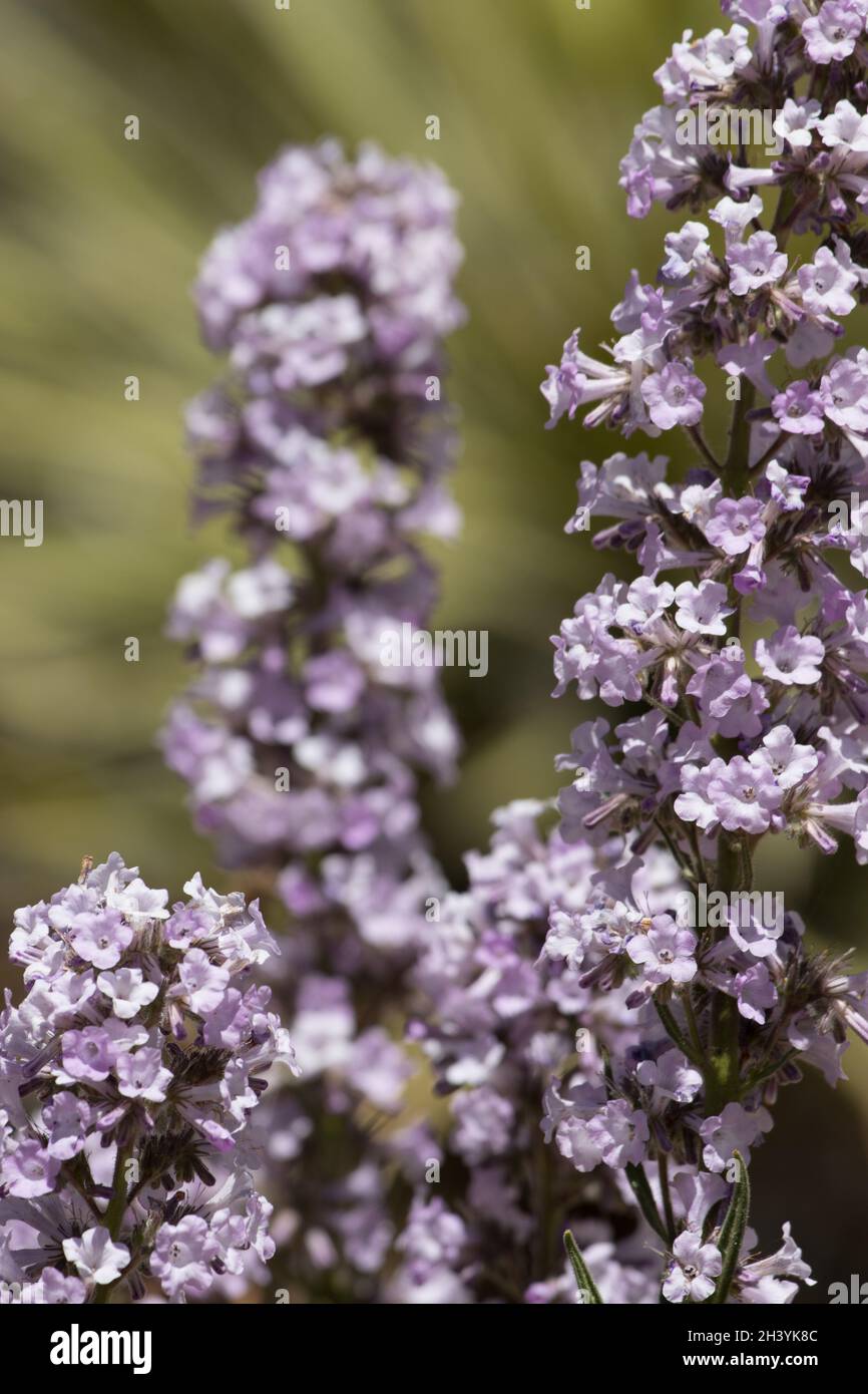 Purple flowering helicoid cymose panicle of Turricula, Eriodictyon ...