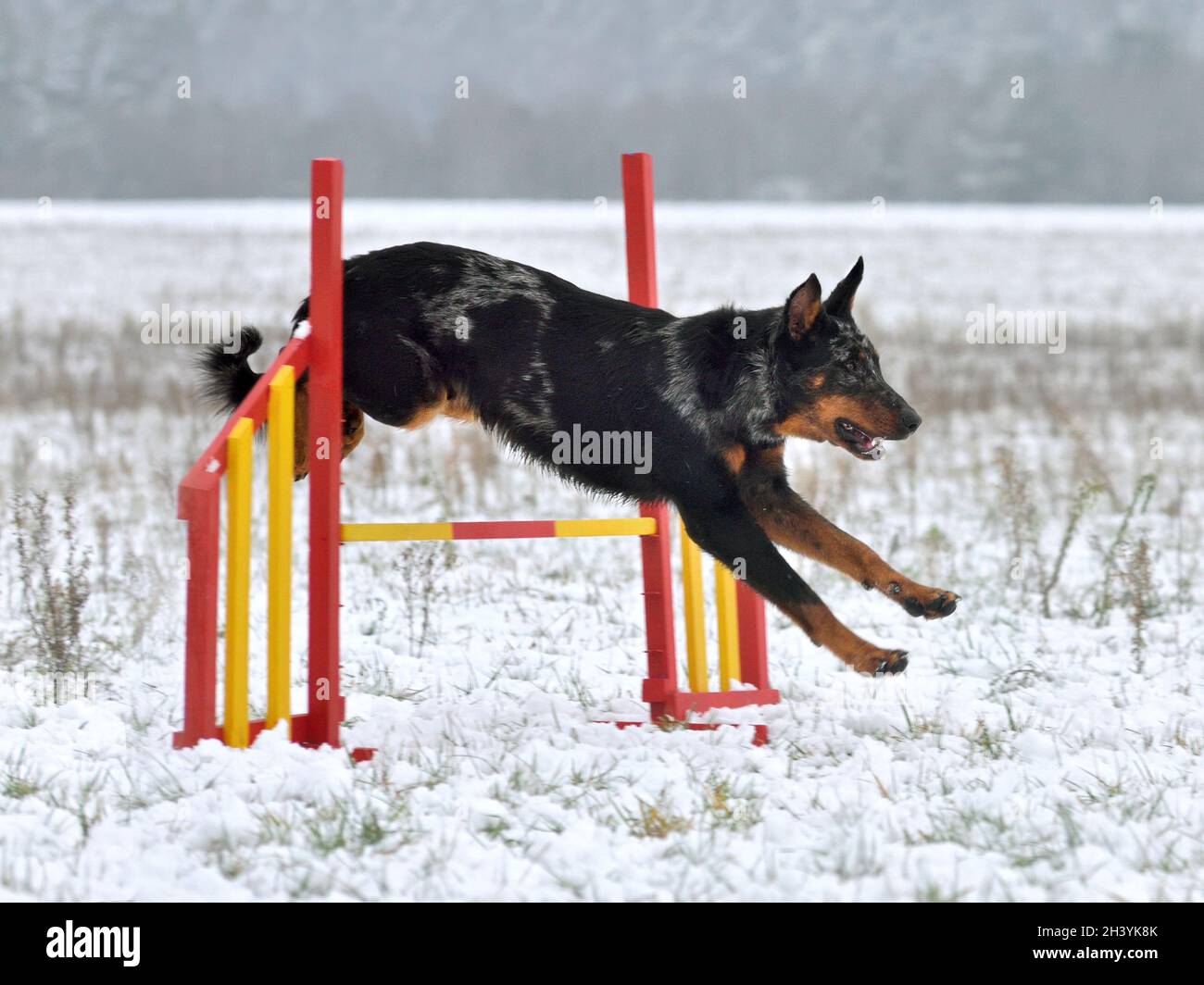 Beauceron dog on agility training Stock Photo - Alamy