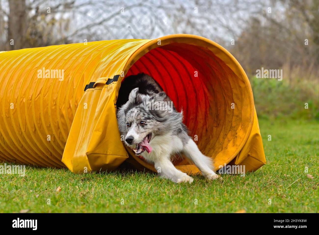 Border shepherd dog hi-res stock photography and images - Alamy