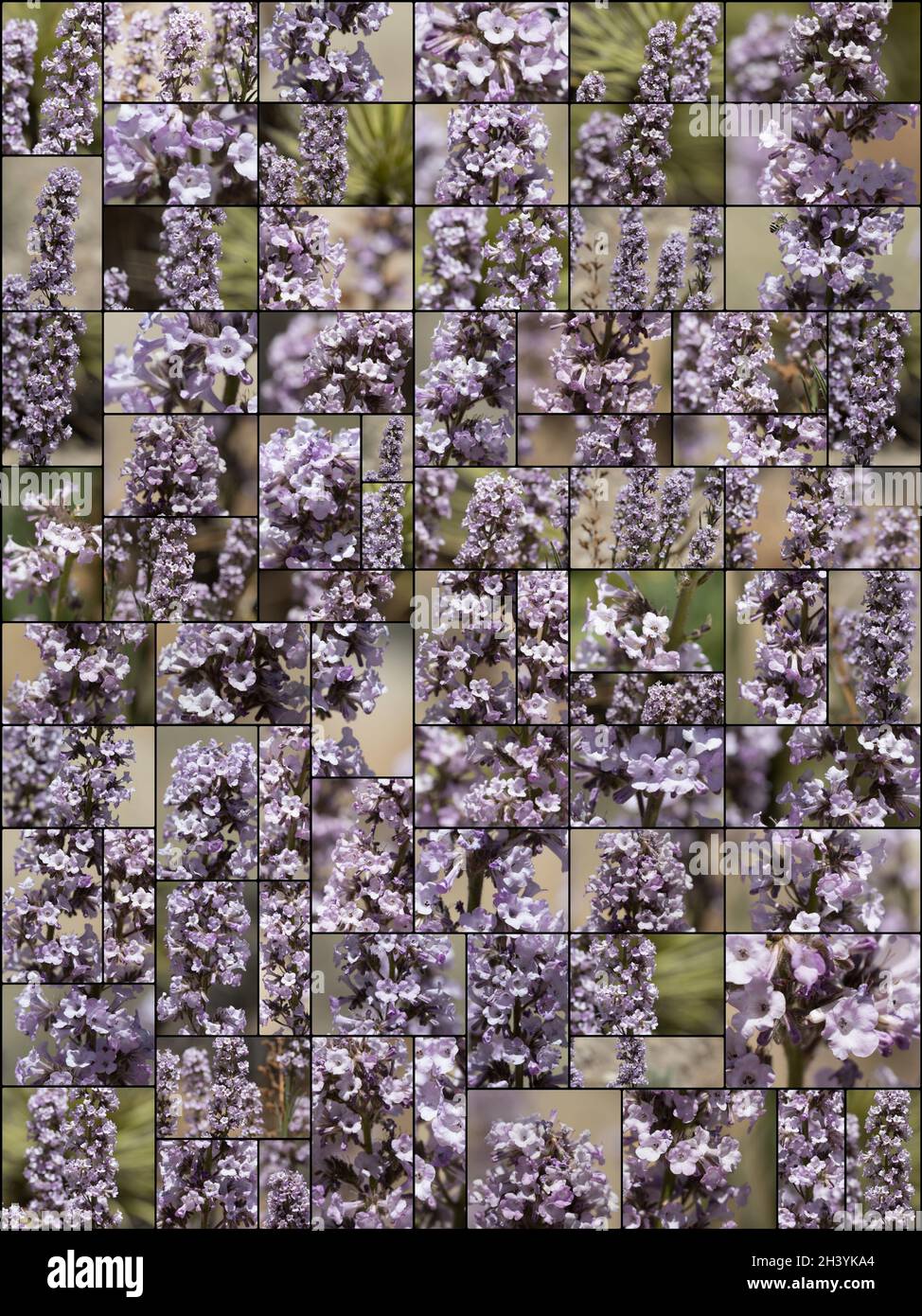 Purple flowering helicoid cymose panicle of Turricula, Eriodictyon ...