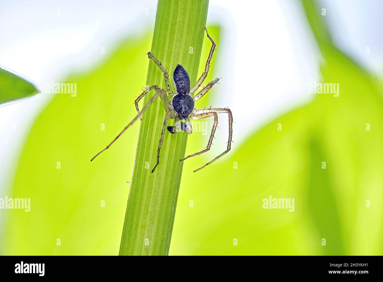 Philodromus hi-res stock photography and images - Alamy