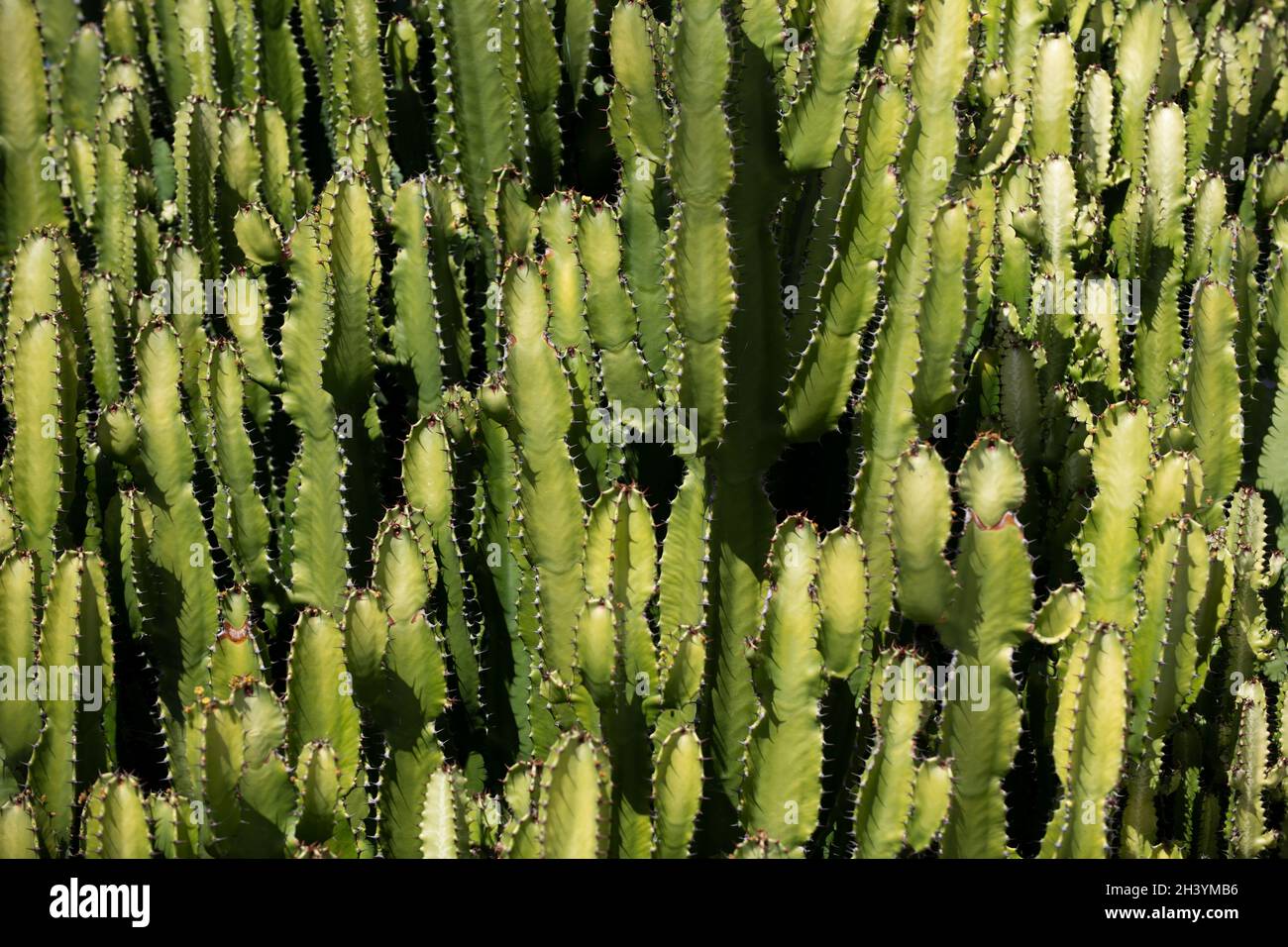 Cactus backdround, cacti design or cactaceae pattern Stock Photo - Alamy