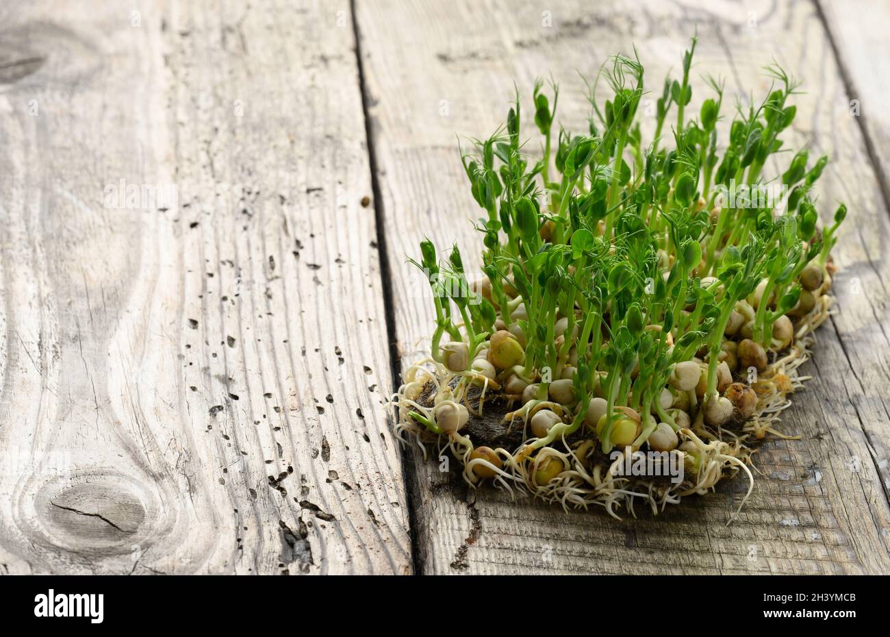 Green pea sprouts on a gray wooden table, healthy and tasty food, detox ...