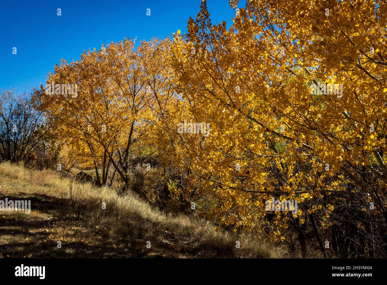 A line of trees display burnt orange colors Stock Photo - Alamy