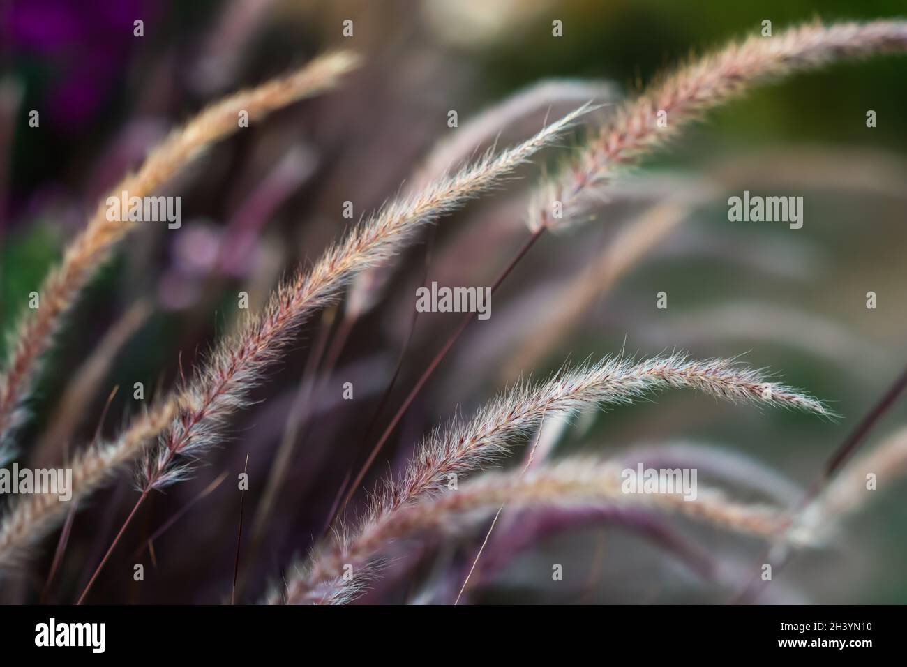 Decorative Purple Fountain Grass. Pennisetum Setaceum Rubrum. Natural ...