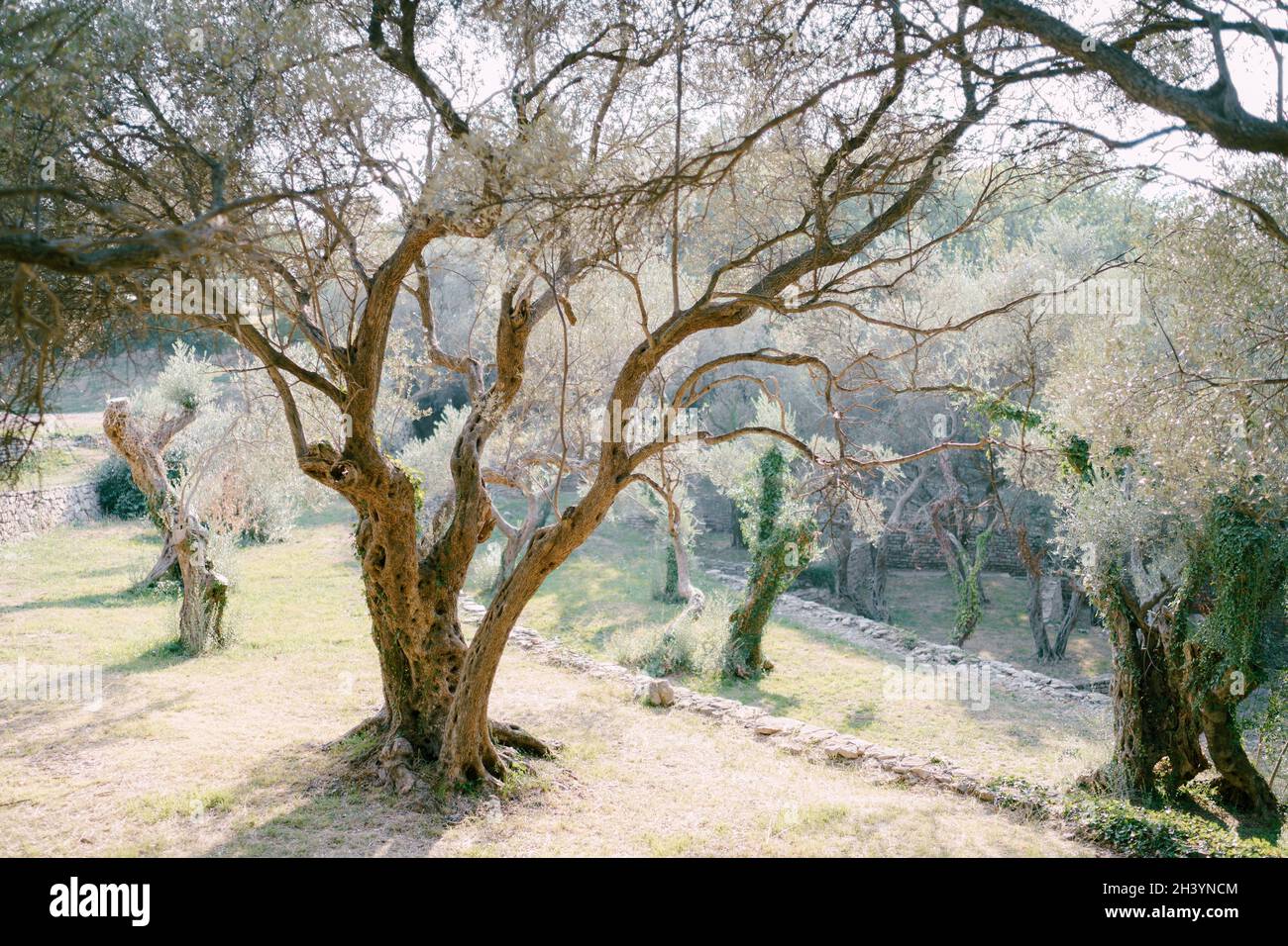 Entwined trees hi-res stock photography and images - Alamy