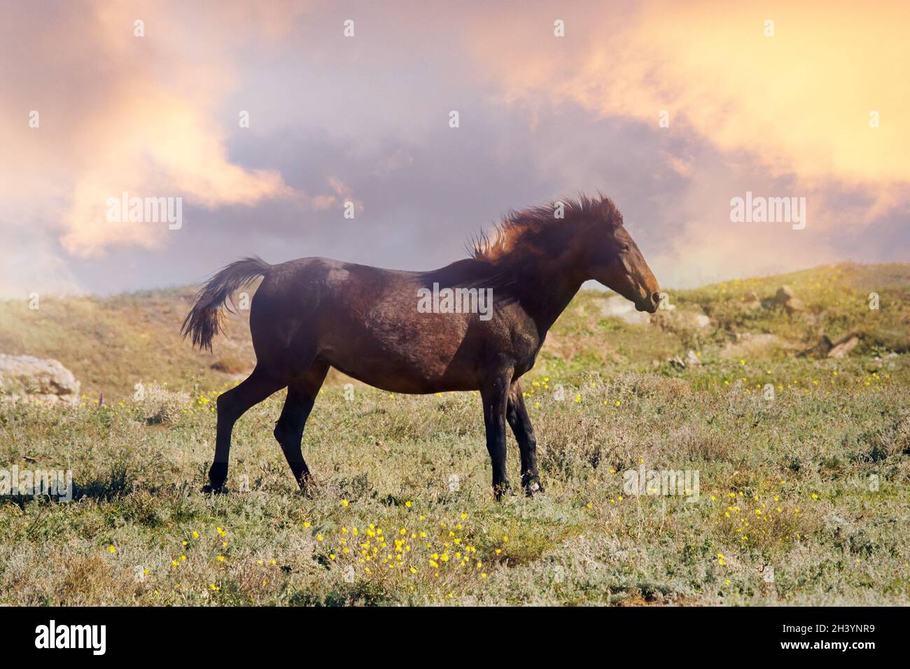 Tatar horses hi-res stock photography and images - Alamy