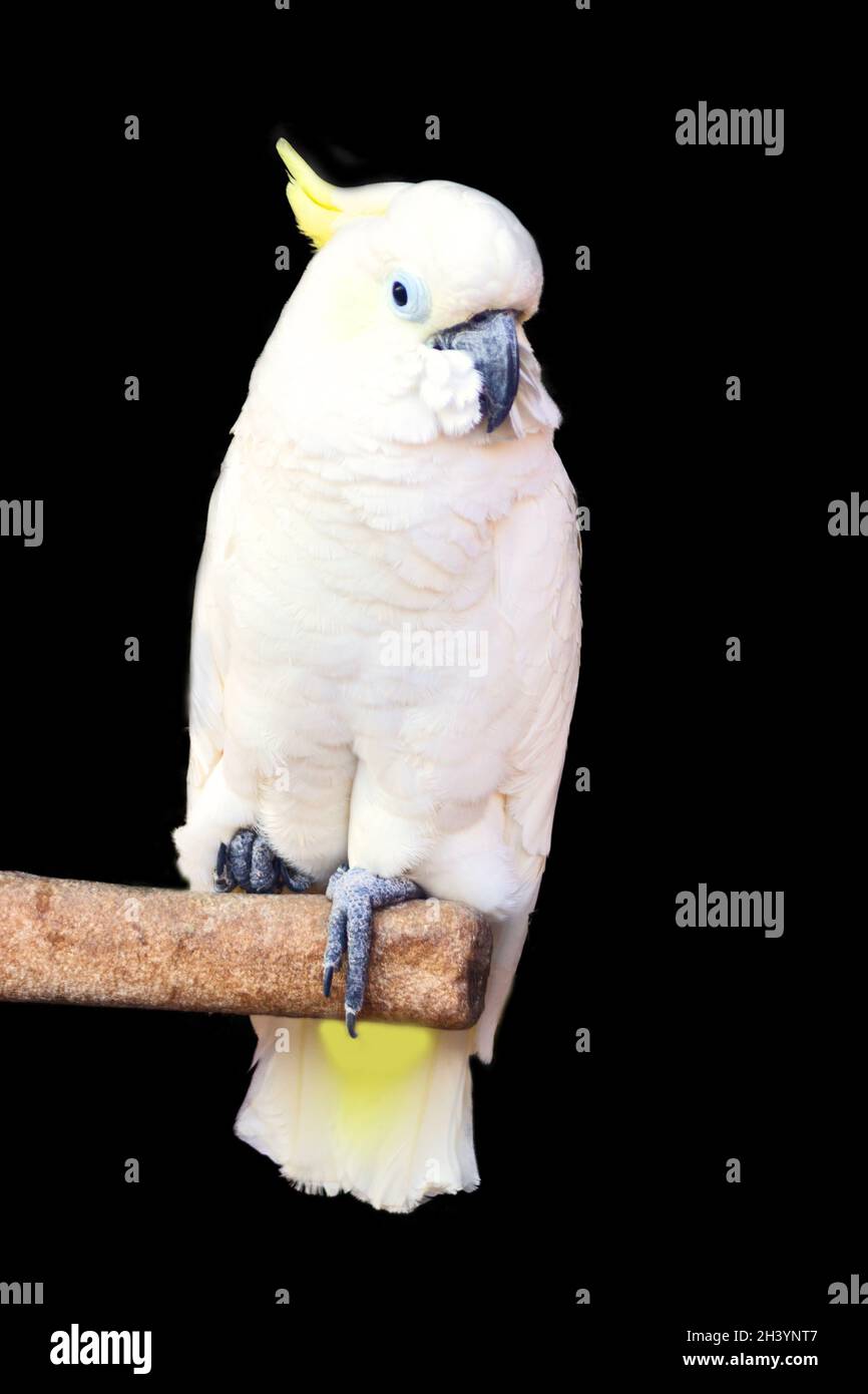 Greater sulphur-crested cockatoo Stock Photo - Alamy