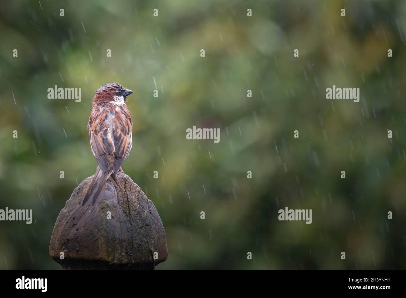 A wet sparrow bird sitting on a fence post in the rain Stock Photo - Alamy
