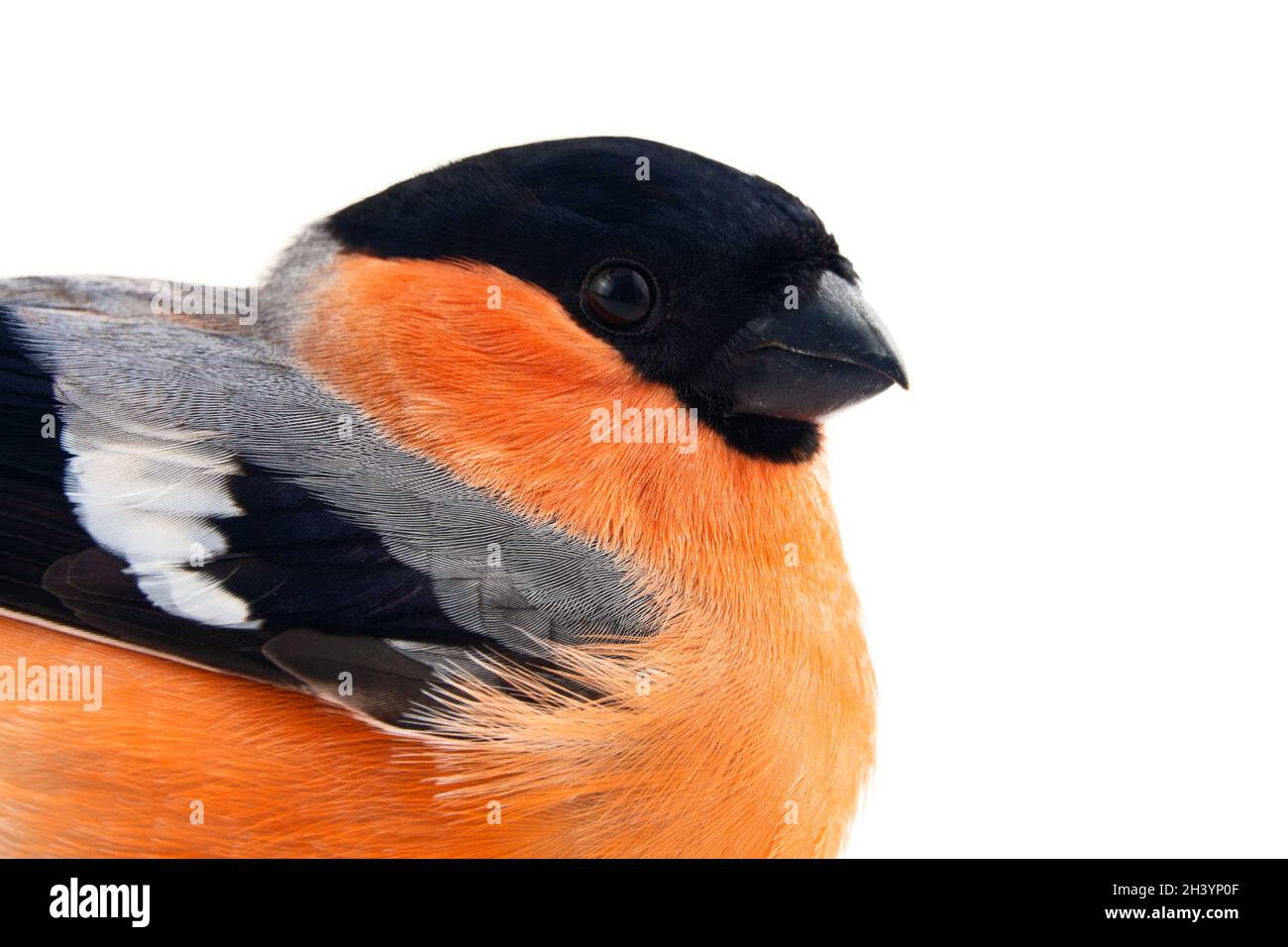The magnificent red bullfinch in spring breeding plumage Stock Photo ...