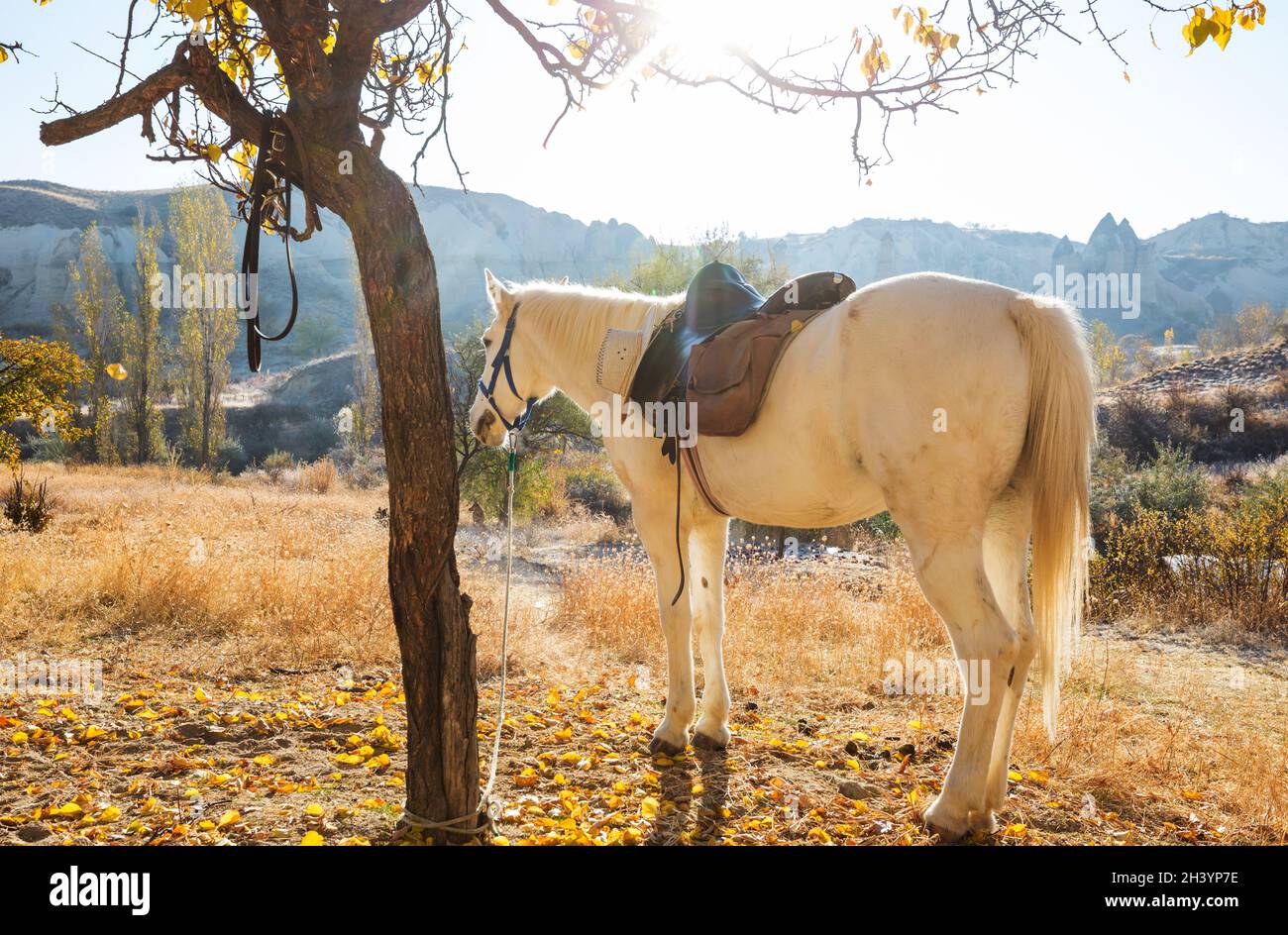 Cappadocia horse hi-res stock photography and images - Alamy