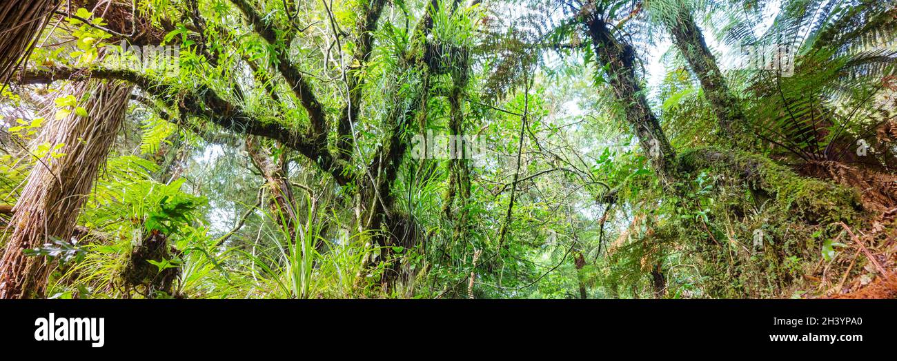 New Zealand forest Stock Photo - Alamy