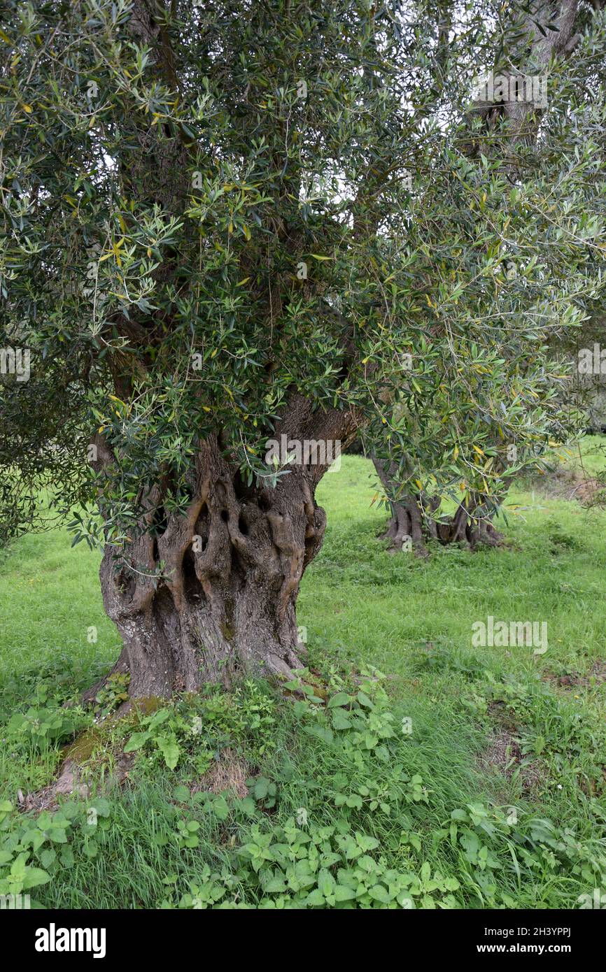Olive tree in Corfu Stock Photo - Alamy