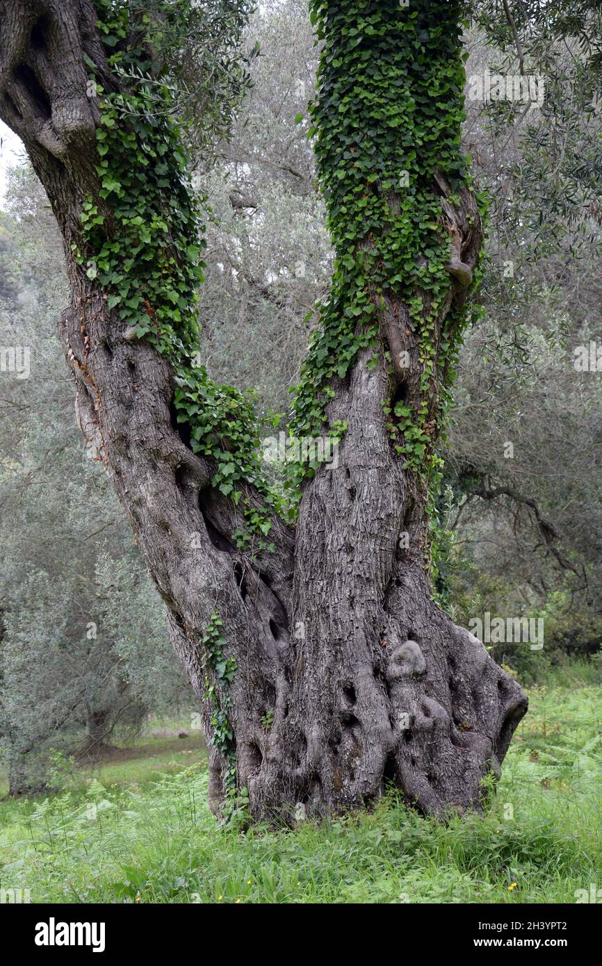 Olive tree in Corfu Stock Photo - Alamy