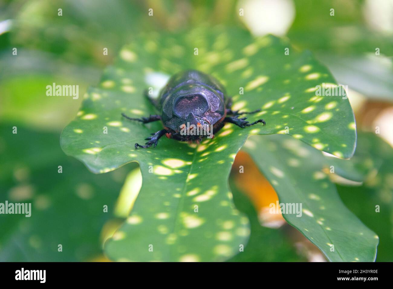 Coconut Rhinoceros Beetle Stock Photo - Alamy