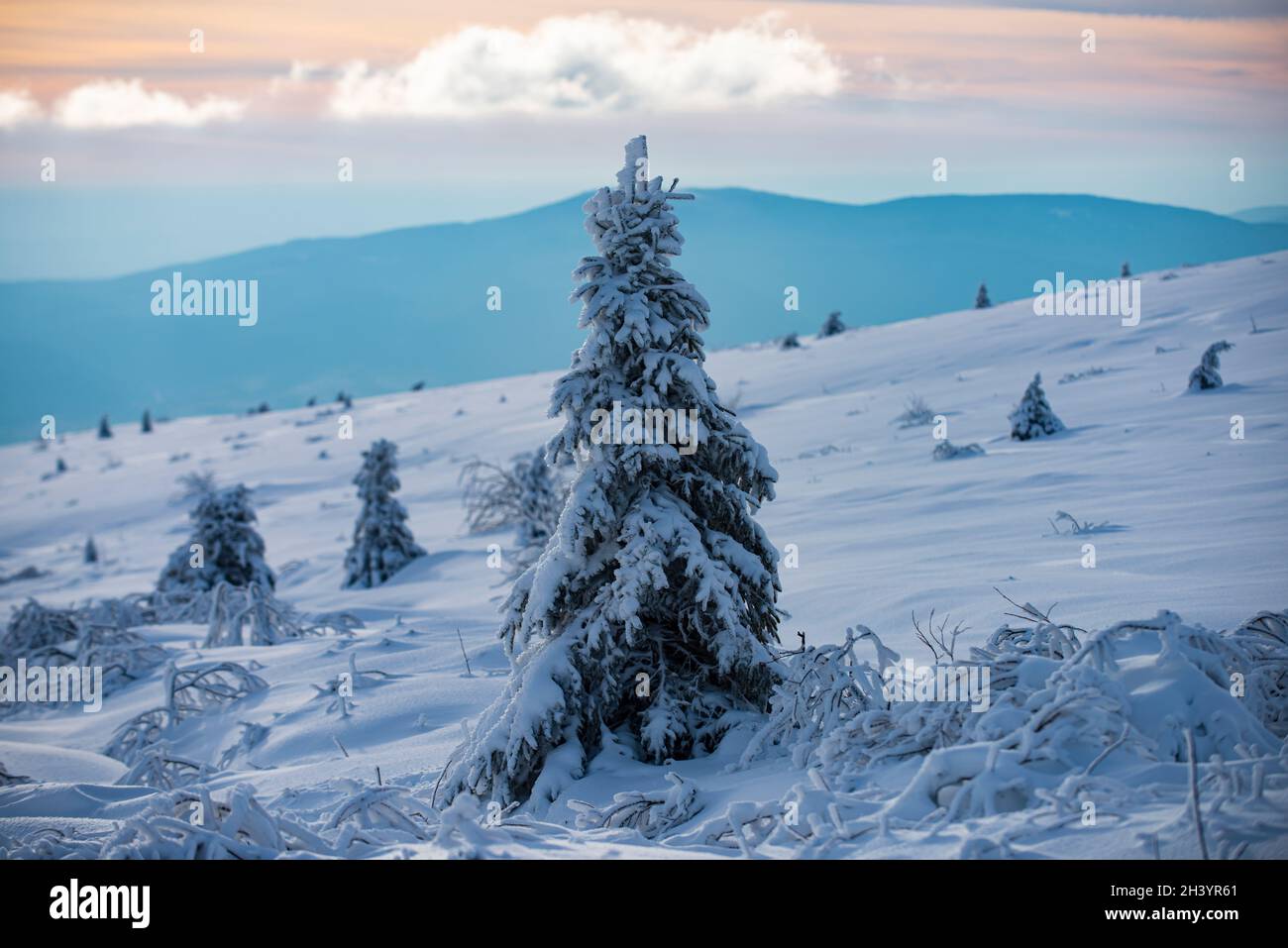 Winter christmas forest with falling snow and trees. Winter nature for ...