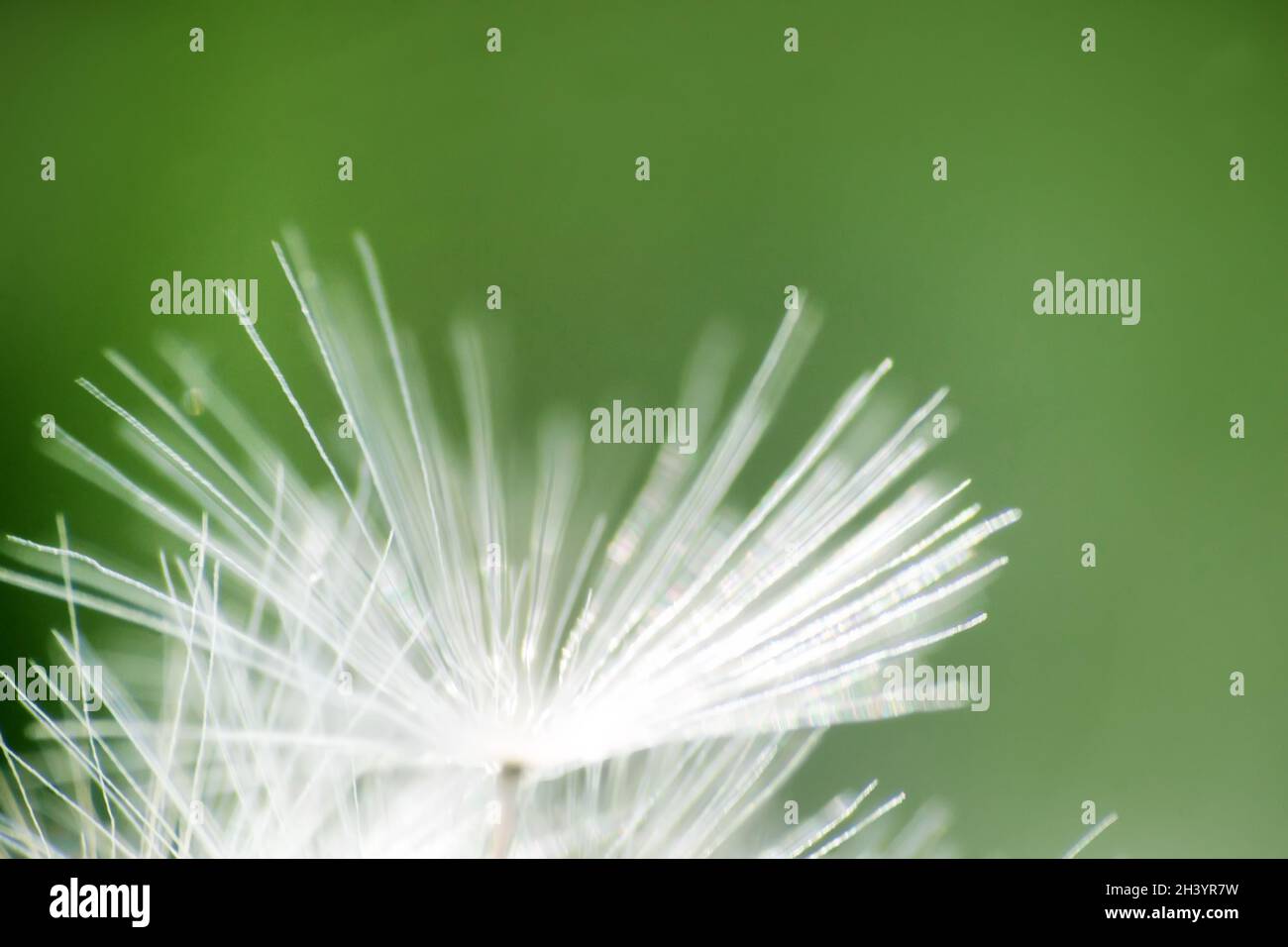 Pappus (fruits) plants look like delicate feathers Stock Photo - Alamy