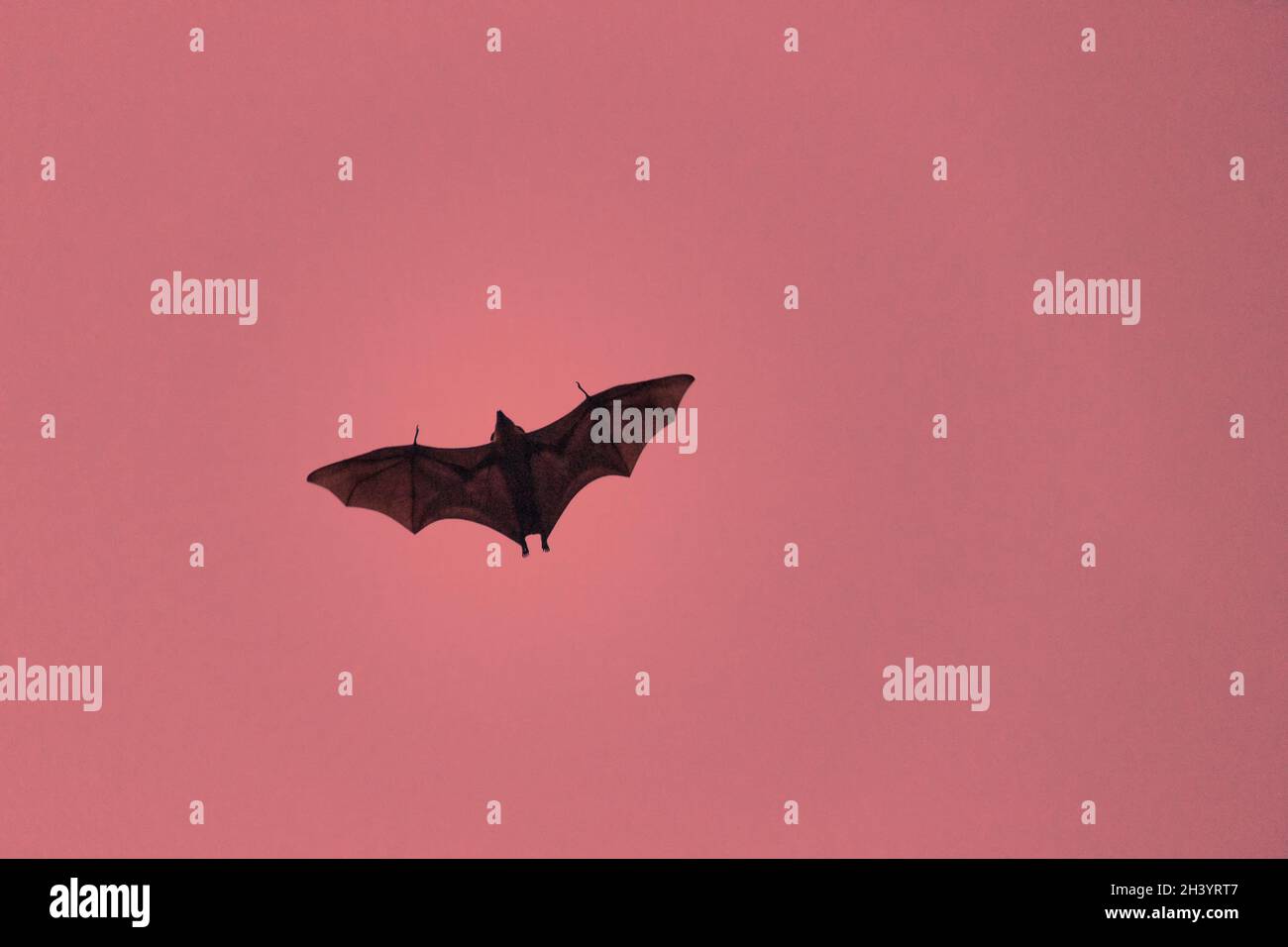 Terrible horrible bat silhouette in sky in flight Stock Photo - Alamy