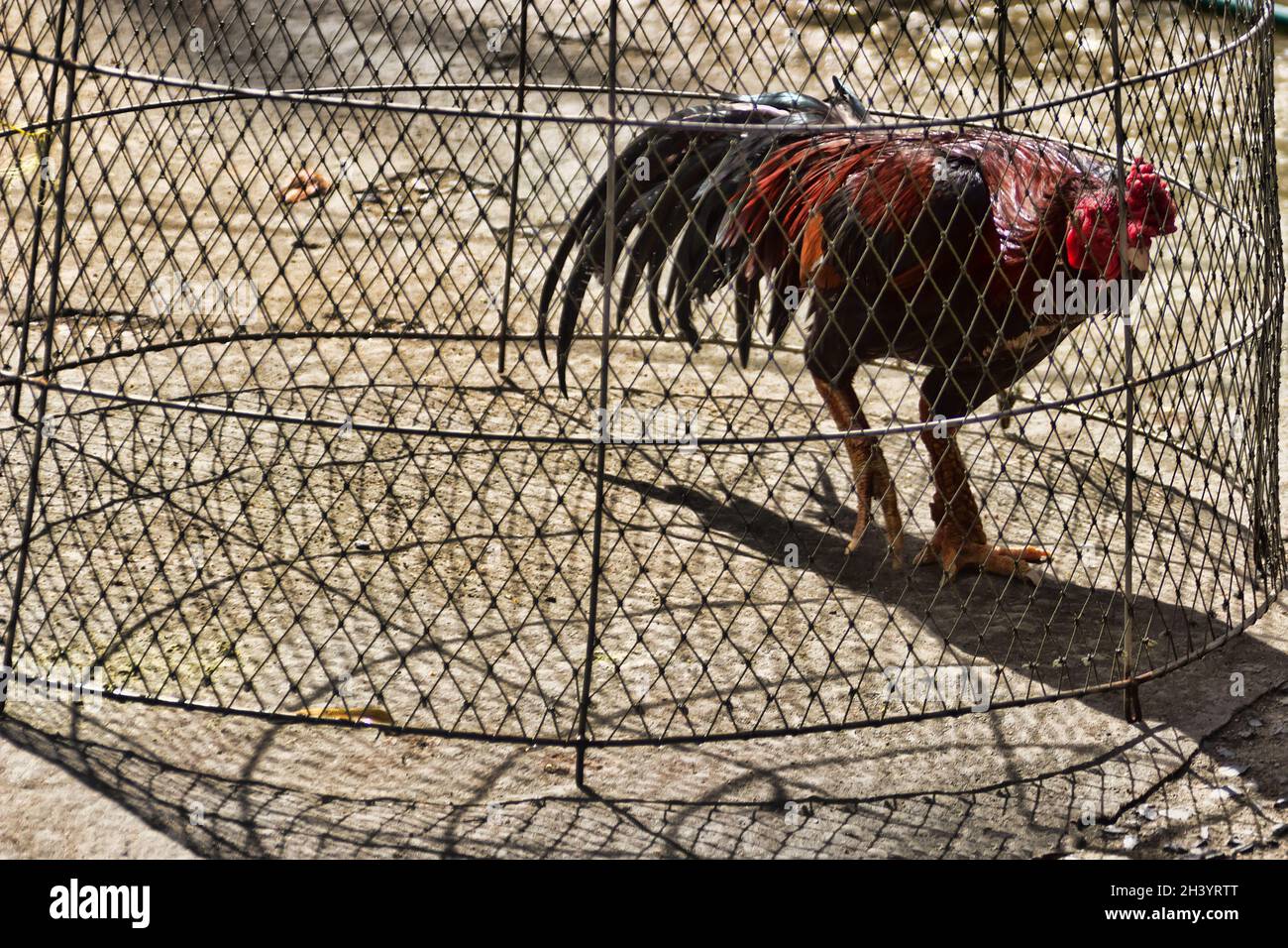 Battle rooster (heeler) in a cage before a fight Stock Photo - Alamy