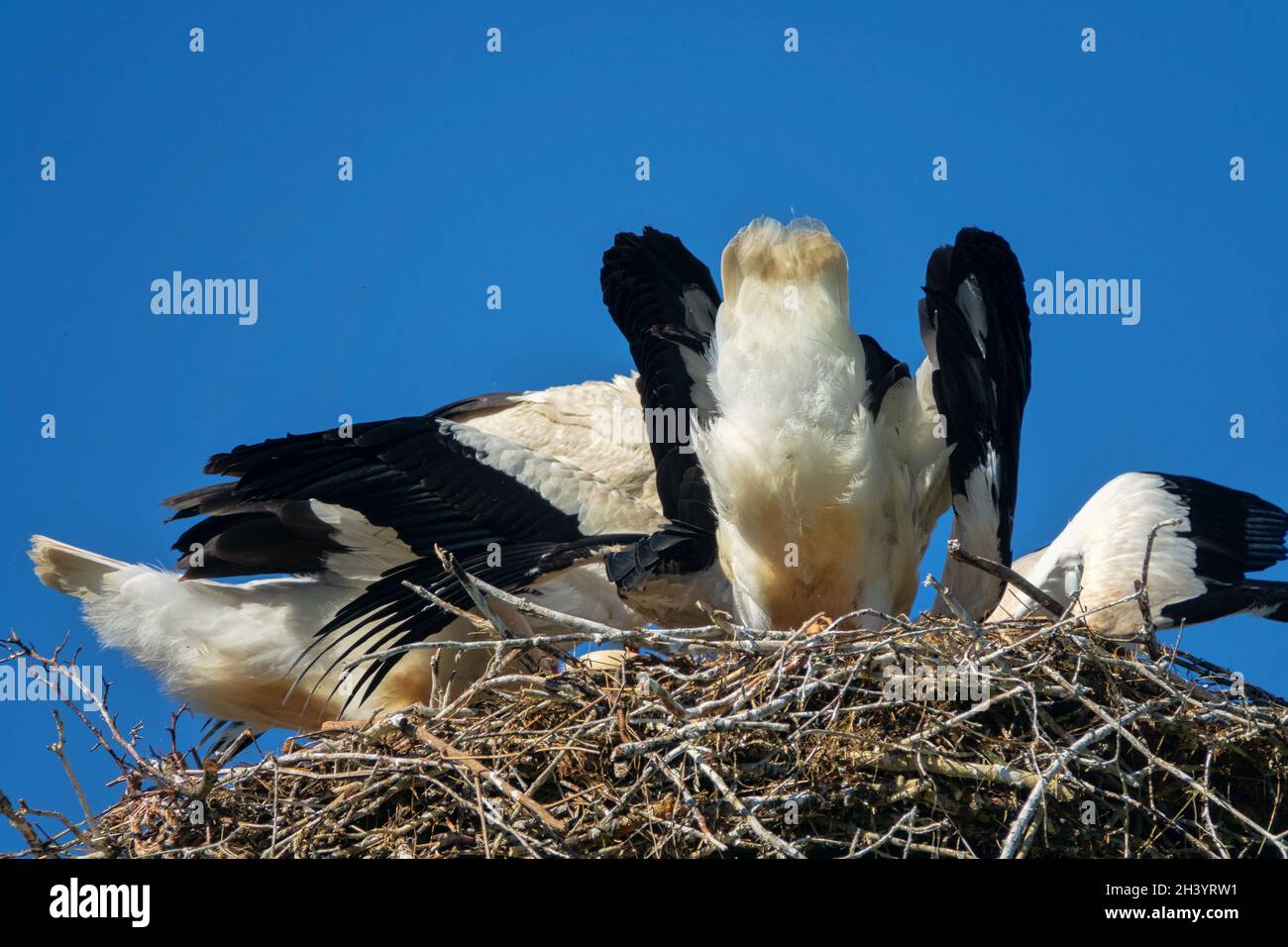 White stork with snake hi-res stock photography and images - Alamy