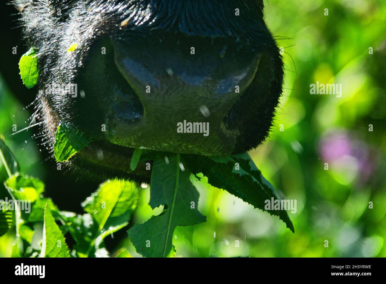 Close-up of a black chewing cow's face Stock Photo - Alamy