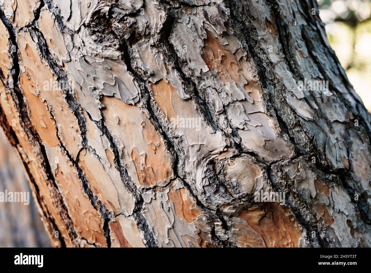 The trunk of an old large pine tree close-up Stock Photo - Alamy