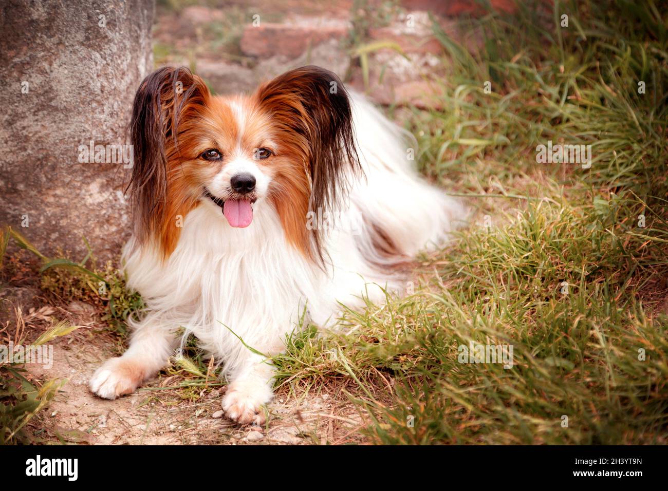 Papillon dog portrait hi-res stock photography and images - Alamy