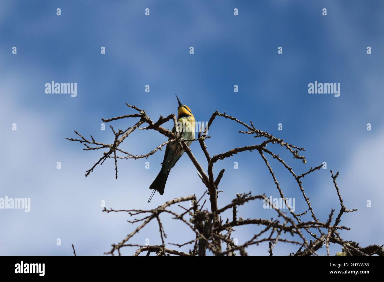 Migrating bees hi-res stock photography and images - Alamy