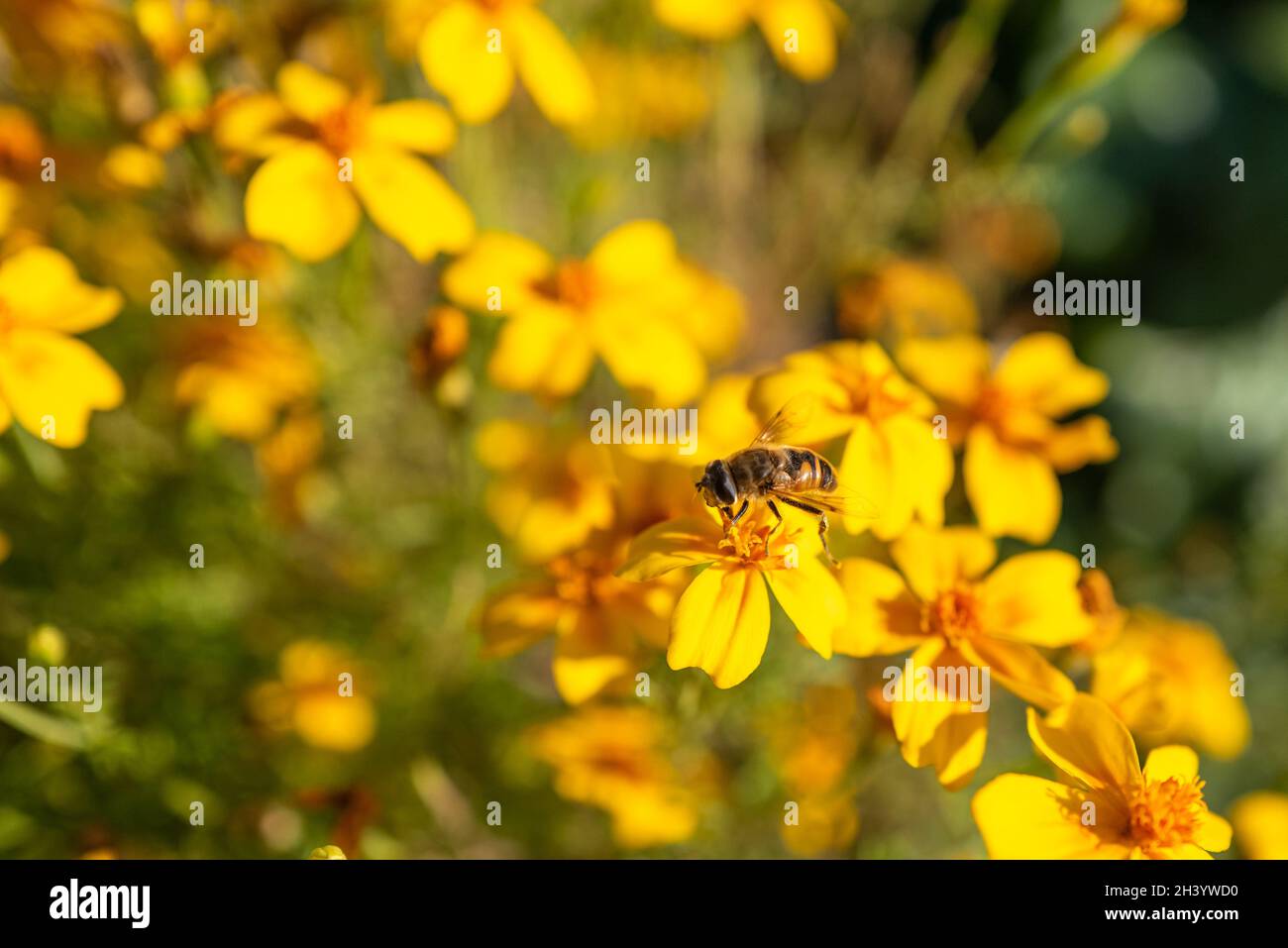 A busy bee is visiting one of the last blossoms in the warm autumn sun ...