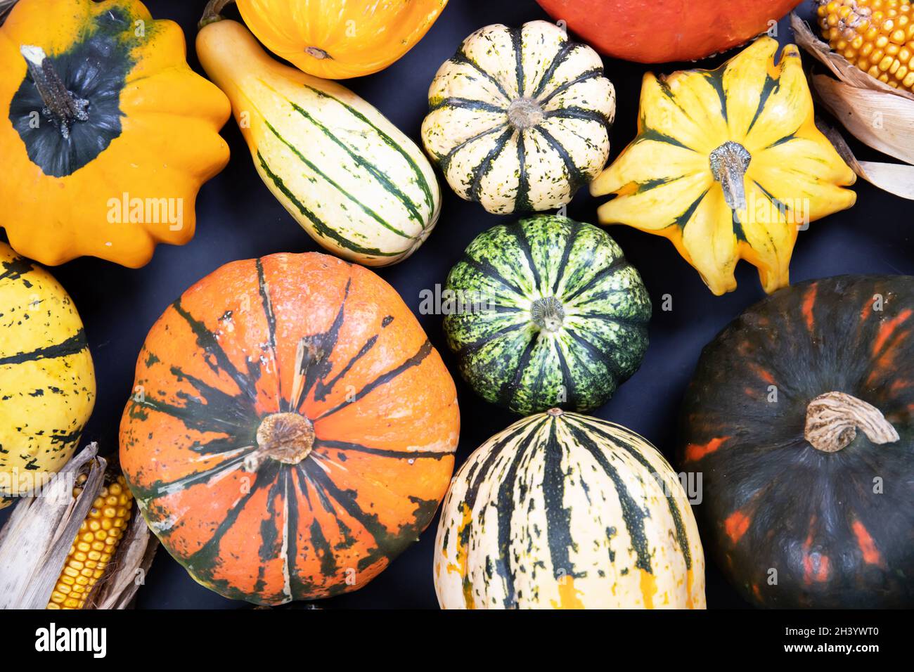 Colorful varieties of pumpkins and squashes.Autumn pumpkin thanksgiving ...