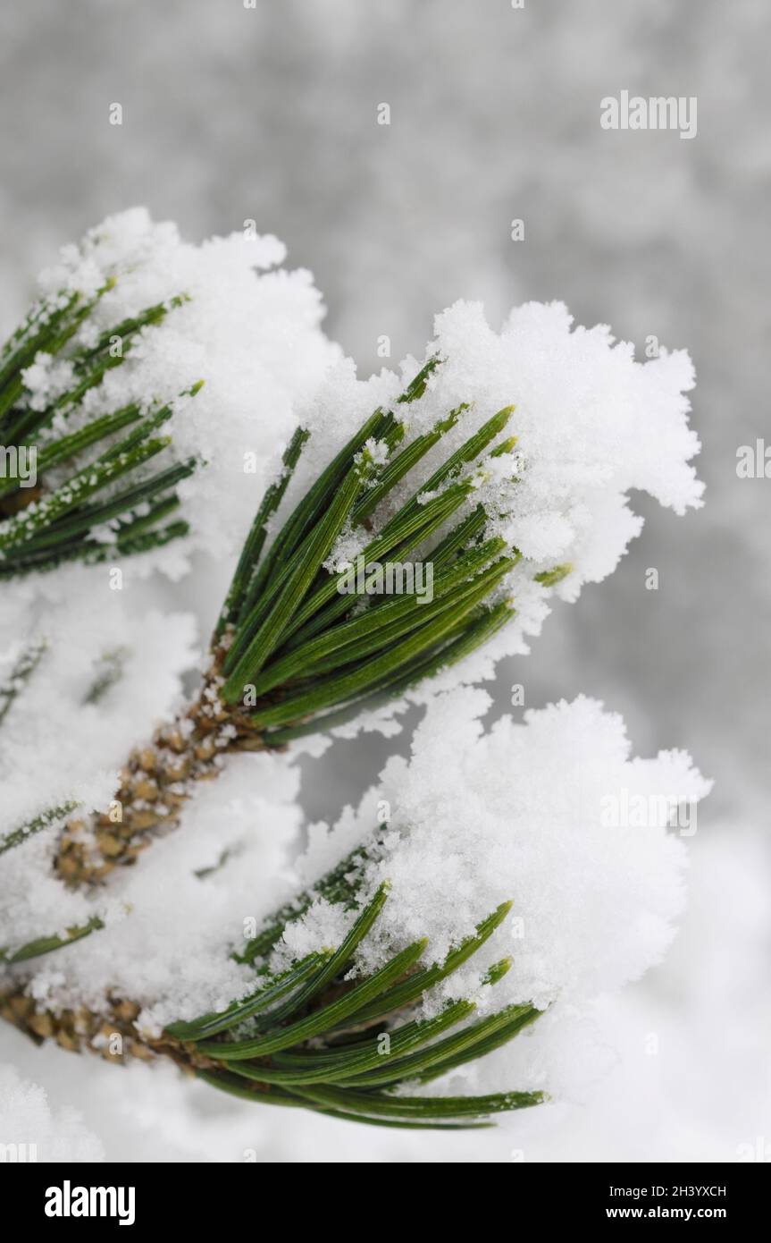 Conifer tree hi-res stock photography and images - Alamy
