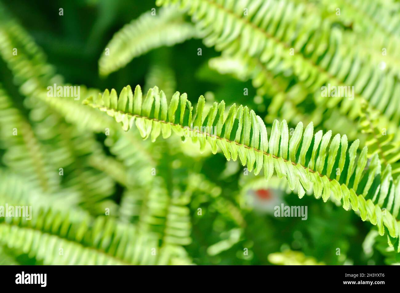 Fishbone Fern or Sword Fern, fern or fern plant Stock Photo - Alamy