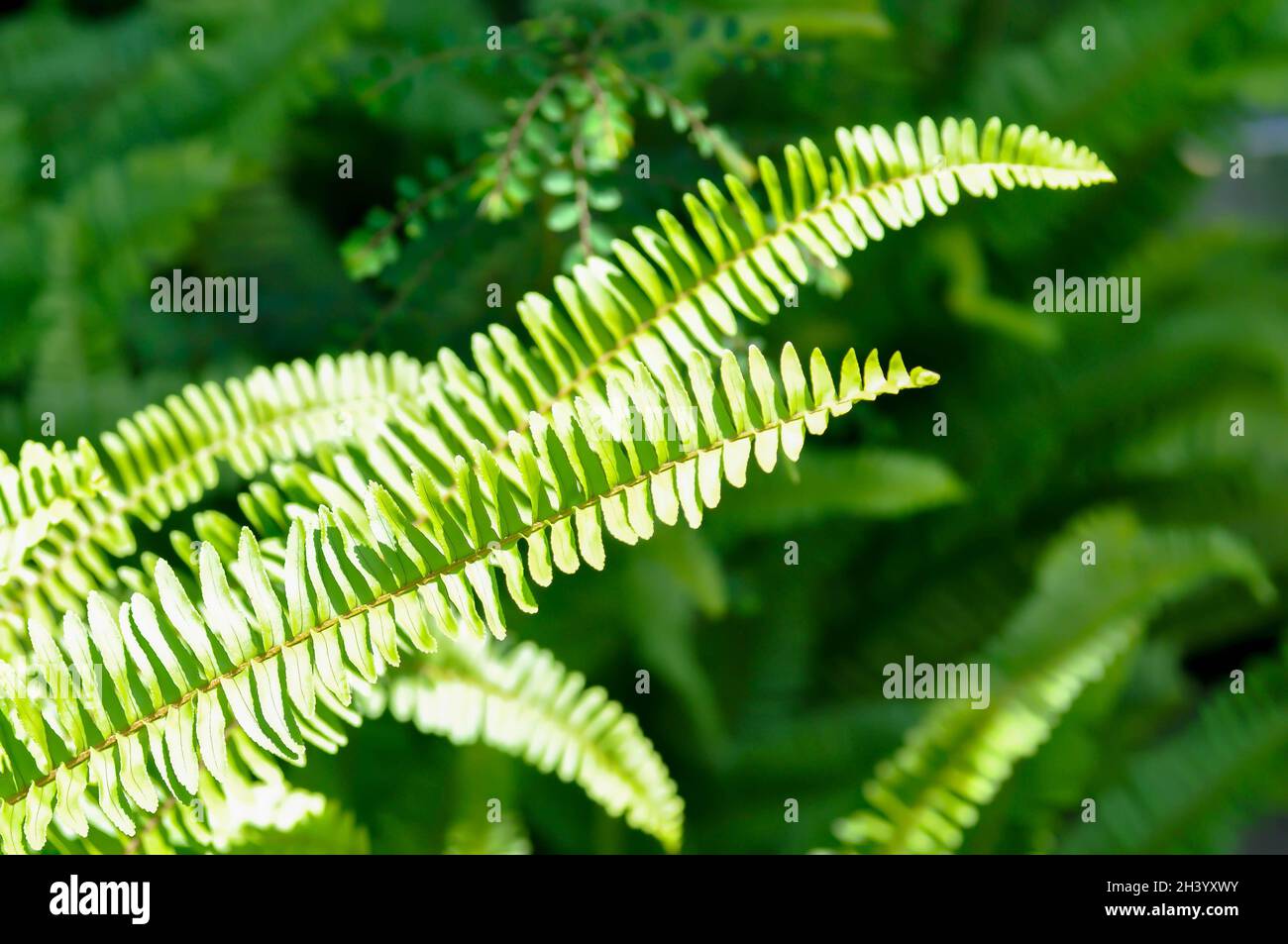 Fishbone plant hi-res stock photography and images - Alamy