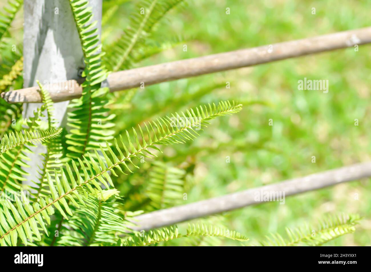 Fishbone Fern or Sword Fern, fern or fern plant Stock Photo - Alamy