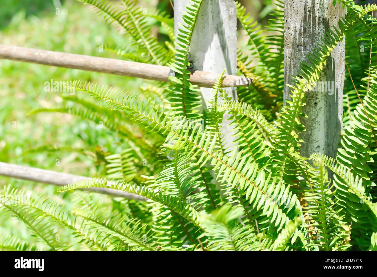 Fishbone Fern or Sword Fern, fern or fern plant Stock Photo - Alamy