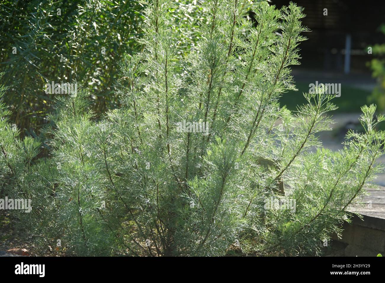 Artemisia abrotanum, southern wormwood, Cola plant Stock Photo - Alamy